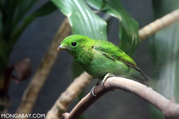 Lesser Green Broadbill (Calyptomena viridis)