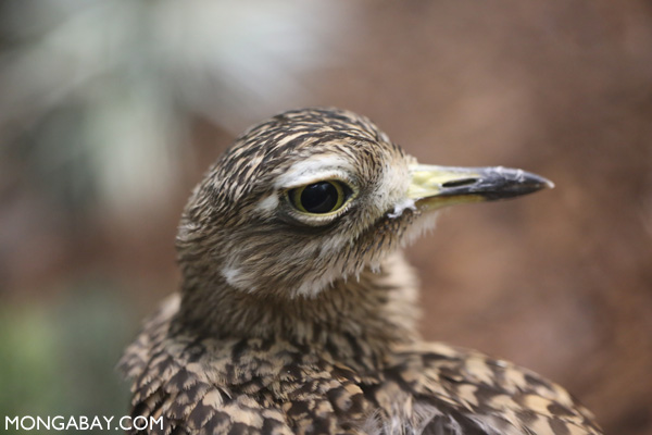 animals_03991