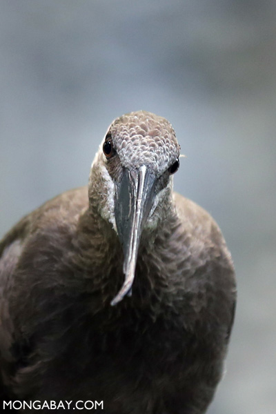 Umber Bird (Scopus umbretta)