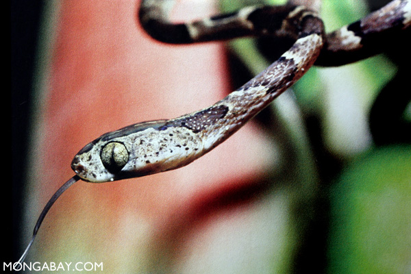 Blunt-headed snake (Imantodes cenchoa)