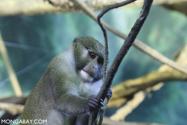 Allen's swamp monkey