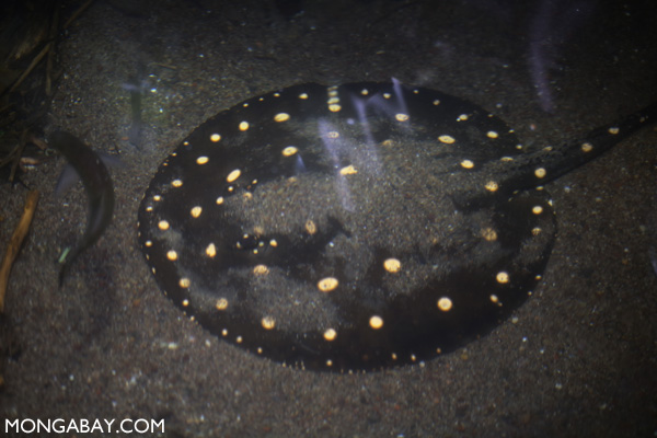 Big tooth river stingray