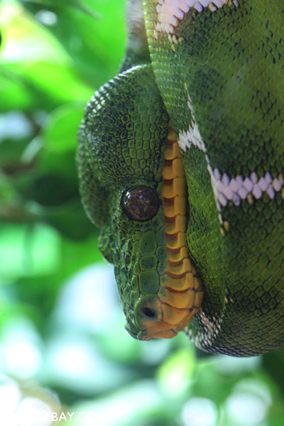 Emerald tree boa