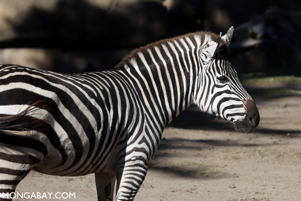 Grevy's zebra