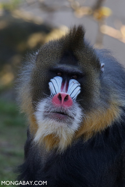 Mandrill