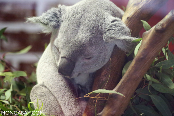 Koala bear