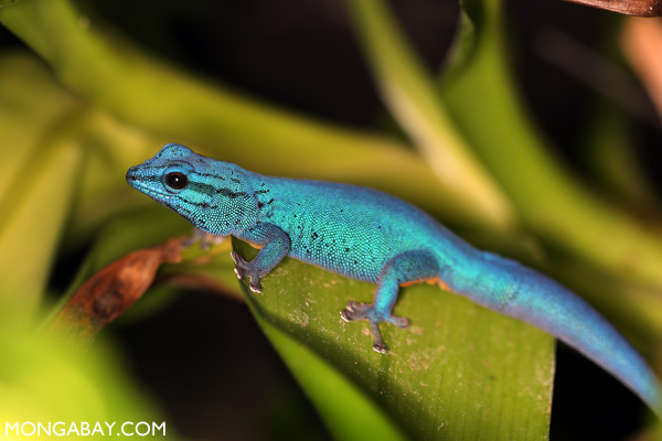 Blue gecko
