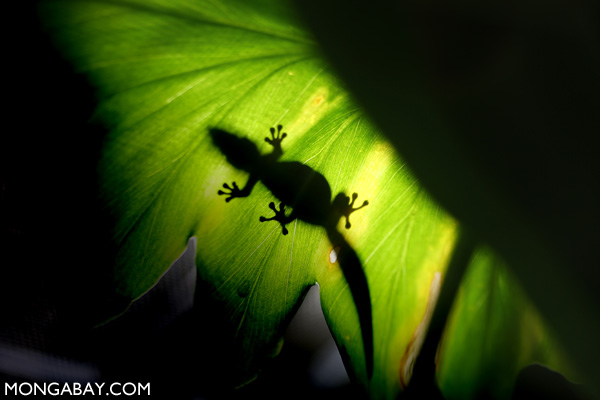 animals_04747