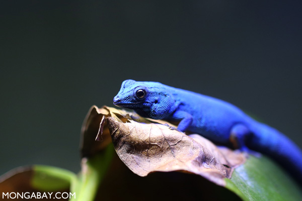 animals_04778