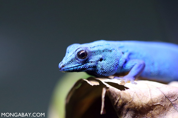animals_04785