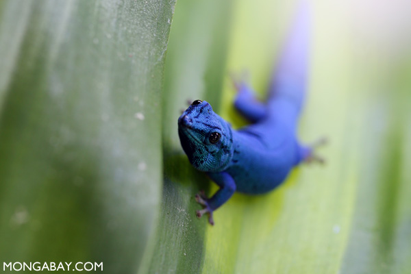 animals_04794