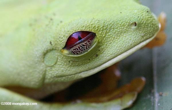 Eye of a Tree Frog : r/pics