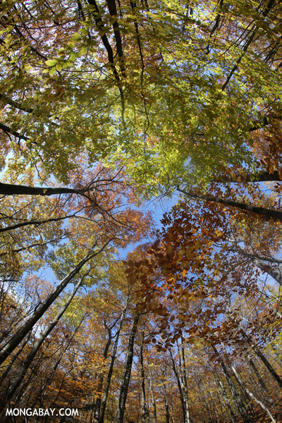 Fisheye view of a fall colors in an East Coast forest