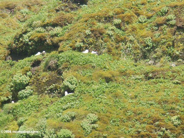 Nesting birds in Iceland