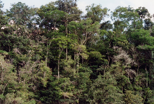 Tropical rainforest in Venezuela
