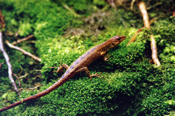 Lizard closely associated with cool water in Venezuela