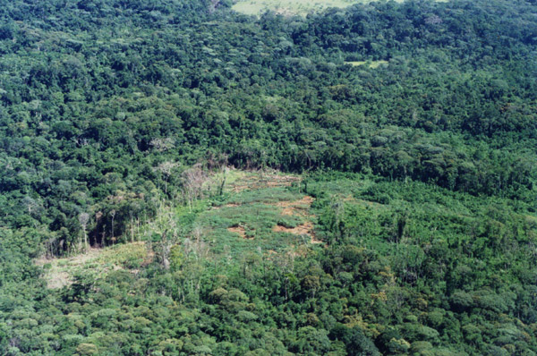 Deforestation in Venezuela, aerial view