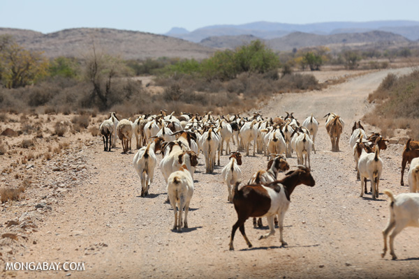 Goats in Namibia