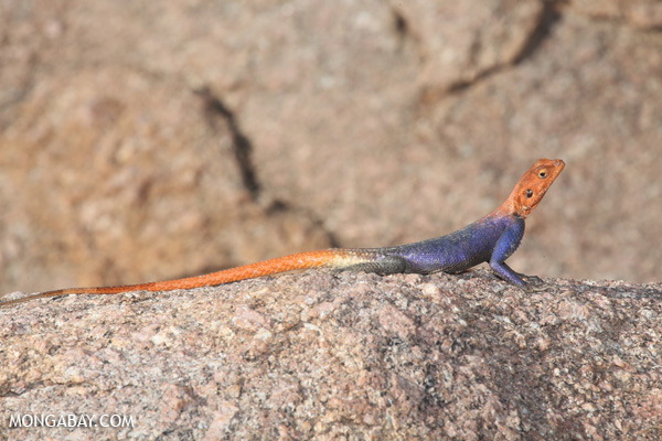 Namibian Rock Lizard