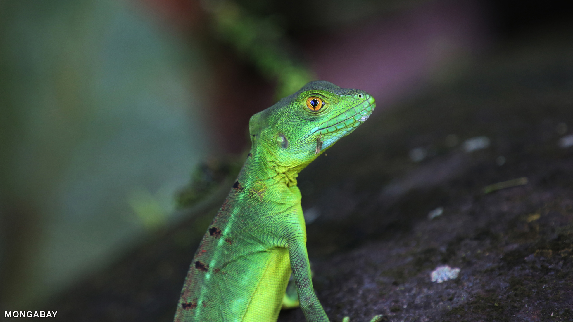 Countries with the most reptile species