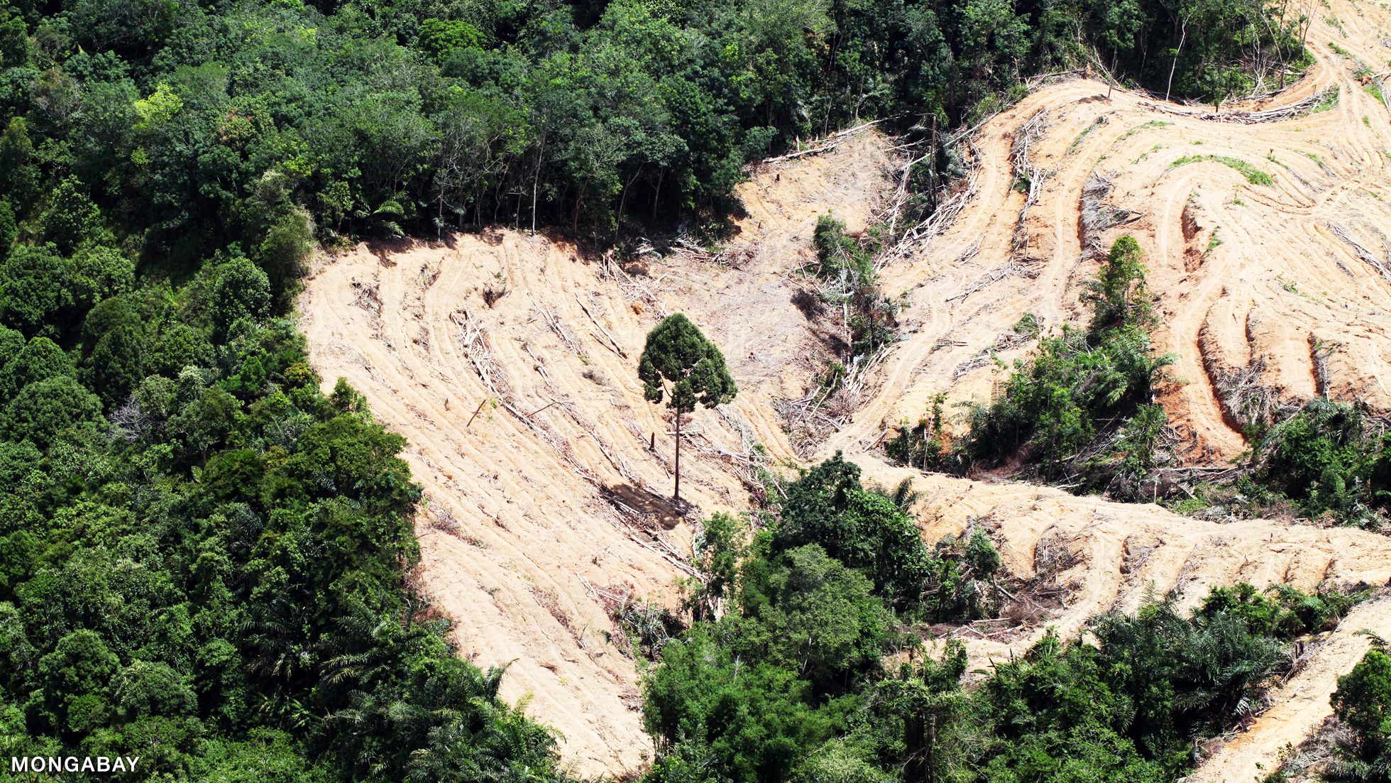 Why are biofuels bad for rainforests?