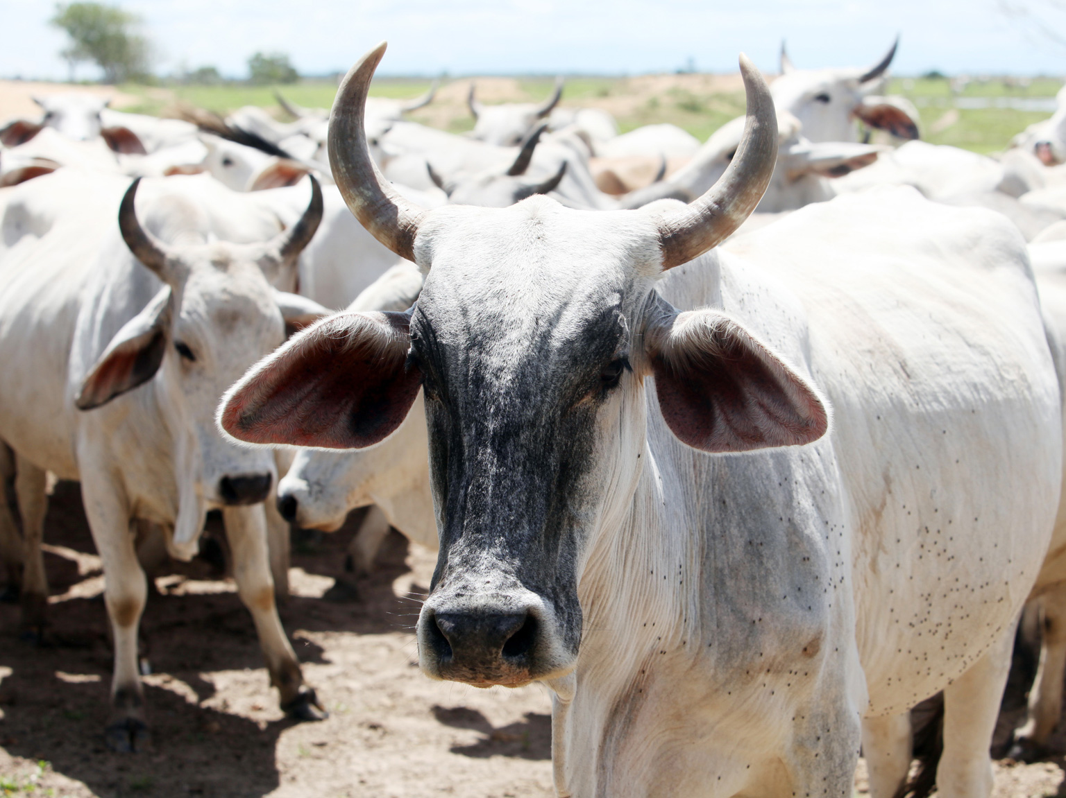 Amazon Deforestation Cattle