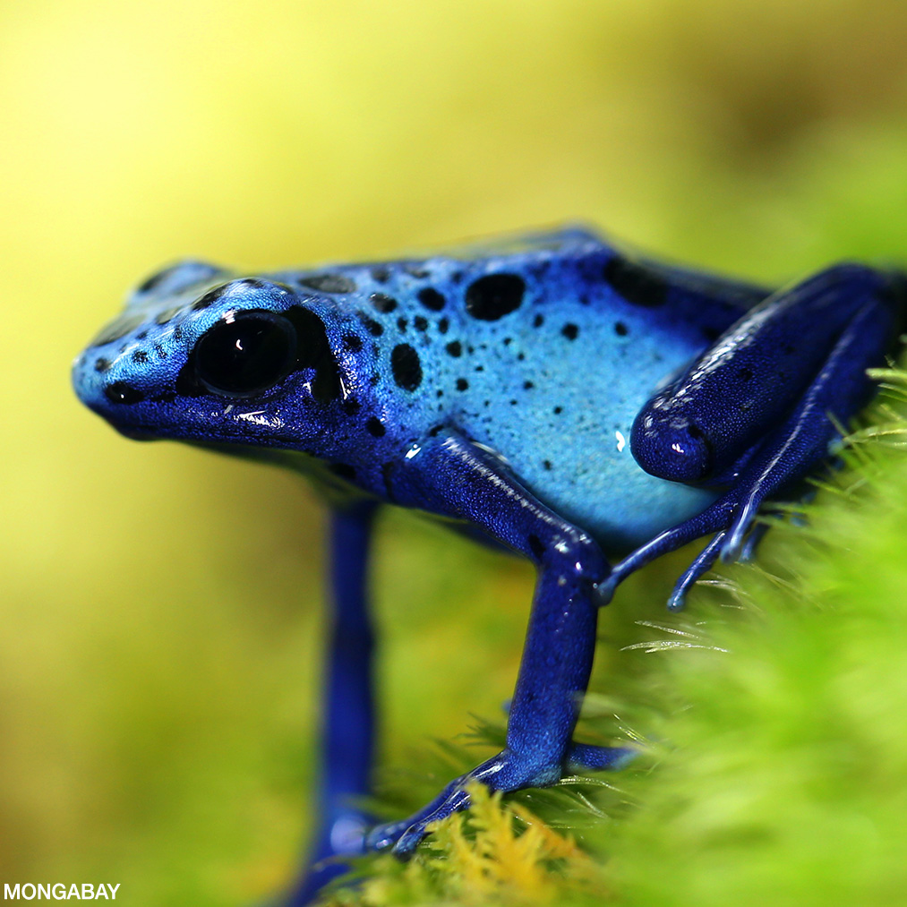 Animals That Are Amphibious